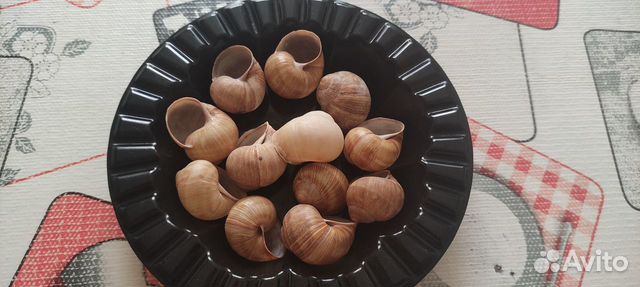 Раковины улиток