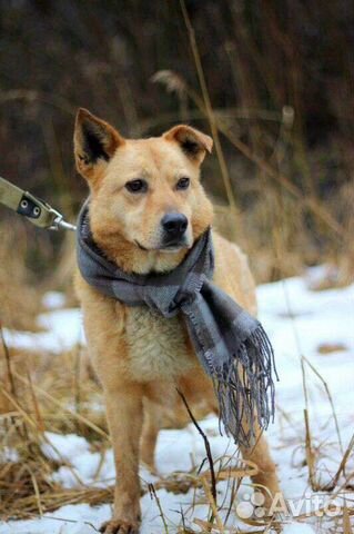 Маленький львёнок, пёс Лео