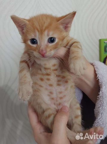 Рыжий котенок в добрые руки
