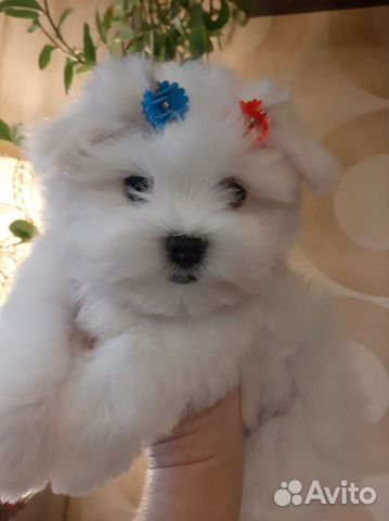 Красотка Мальтезе. РКФ. Мальтийская Болонки