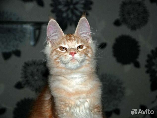 Красная серебряная кошечка