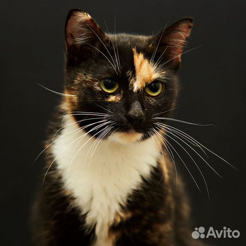 Кошечка Карма