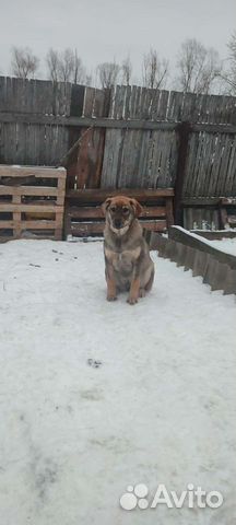 Щенок достойная охрана в дом