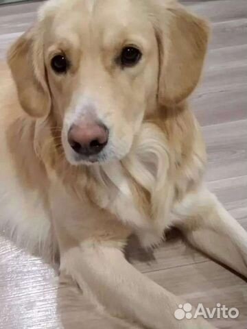Золотистый ретривер вязка