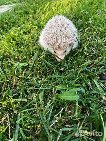 Продам ежика