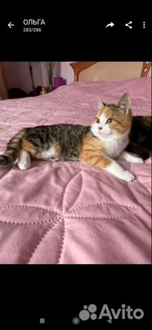 2 котенка ищут дом