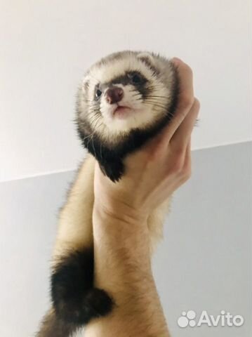 Декоративный хорек, девочка, 1 год