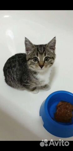 Кошечка Афина