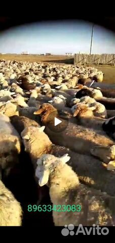 Продаётся атара маток и есть баранчики можно на мя