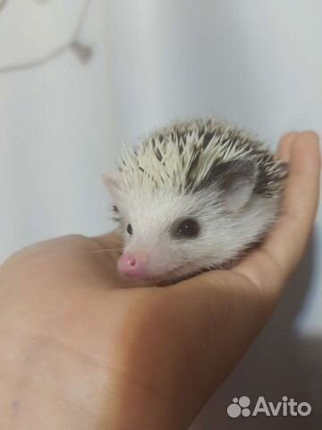 Карликовый африканский ежик