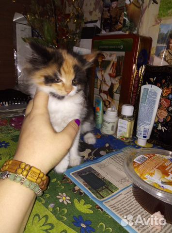 Кошка
