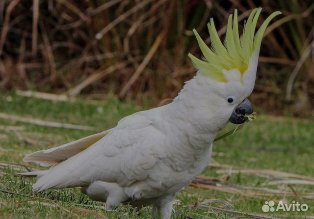 Какаду Соломонский