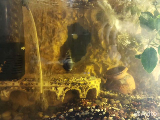 Рыба для аквариума