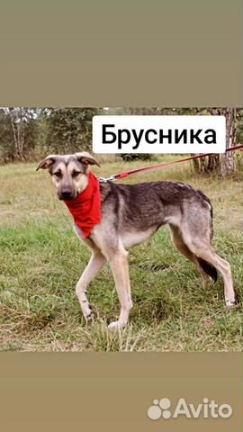 Худую собаку обижают в приюте