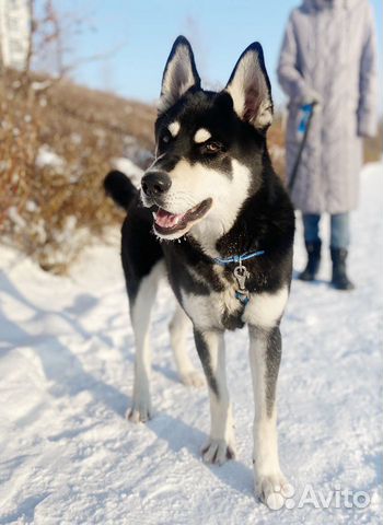 Сибирский хаски мальчик в добрые руки
