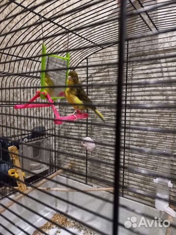 Канарейки с клеткой