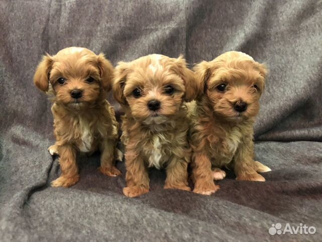 Щенки мальтипу