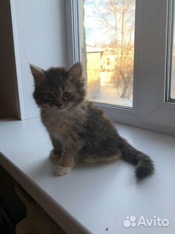 Кошка, котенок