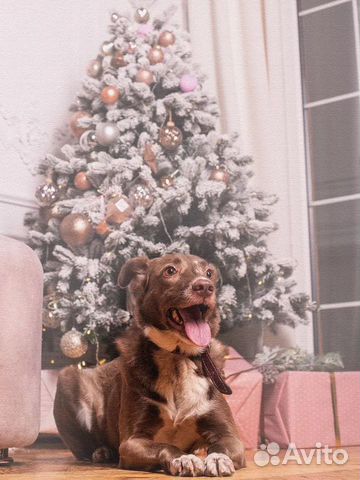 Собака Челси ищет дом