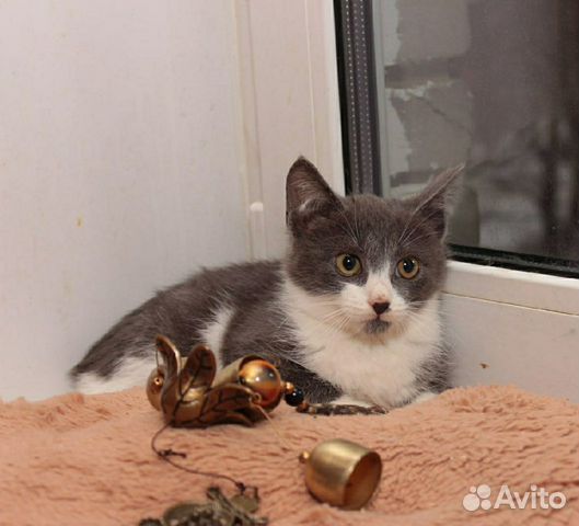 Котёнок Саймон