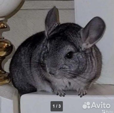 Породистая Шиншилла Фиолетовый Сапфир