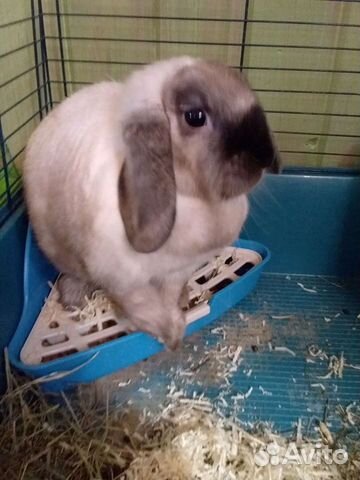 Декоративные карликовые кролики