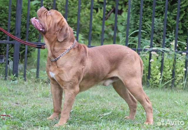 Бордоский дог