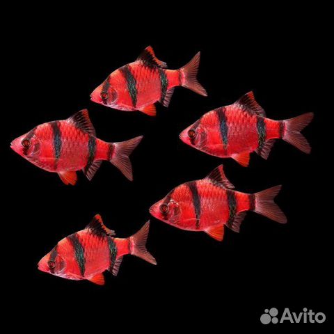 Барбусы, Скалярия, Неоны