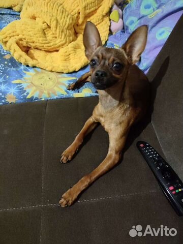 Мальчик той-терьер ищет подружку, 1 год