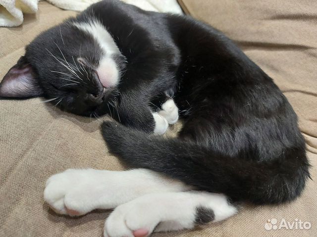 Кошки в добрые руки