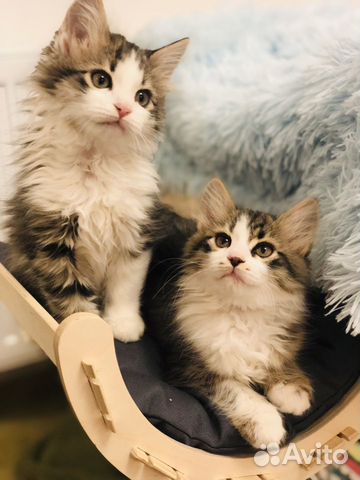 Сибирские котята в заботливые руки