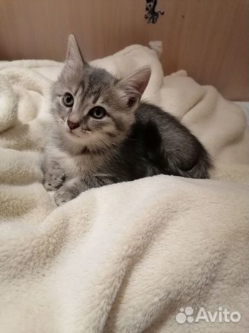 Котенок в добрые руки