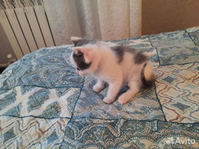 Котик в добрые руки бесплатно