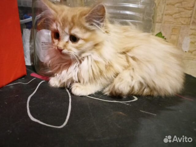 Котята бесплатно