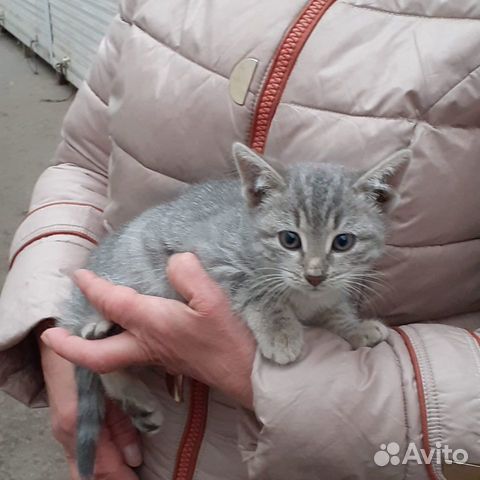 Кнопка в добрые руки