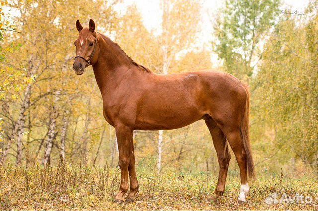 Тракененский мерин на продажу