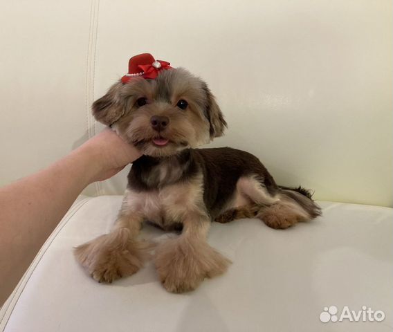 Йоркширский терьер шоколадная девочка