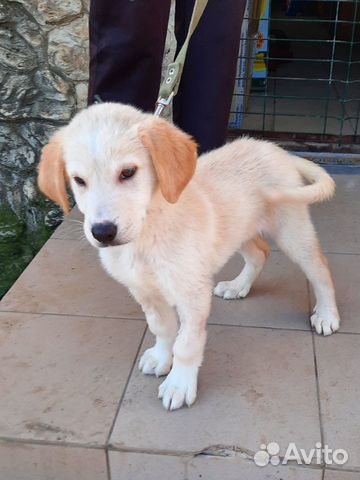 Нежный Кай в поисках любящей семьи