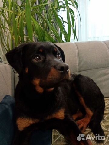 Щенок ротвейлера