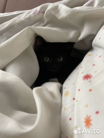 Отдам в добрые руки