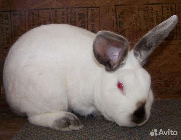 Калифорнийские кролики