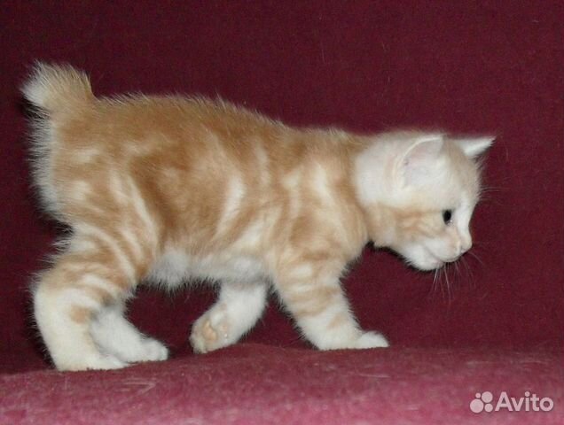 Отдам на вязку кота бобтейла