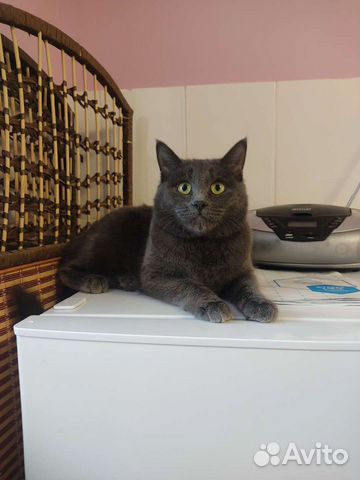 Кот 8 мес