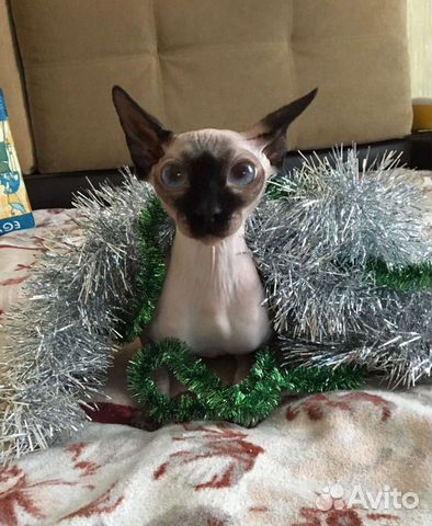 Канадский сфинкс девочка