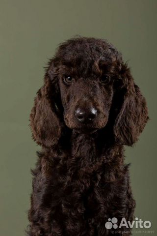 Королевский пудель