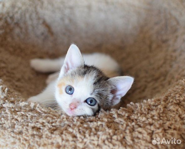 Котенок Куколка ищет дом