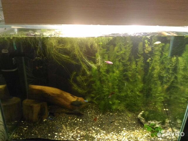 Аквариум