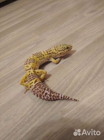 Эублефар на спаривание