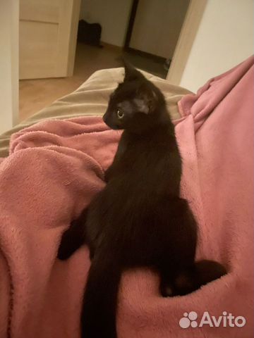 Отдам кота в добрые руки