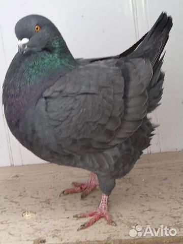 Продам голубей